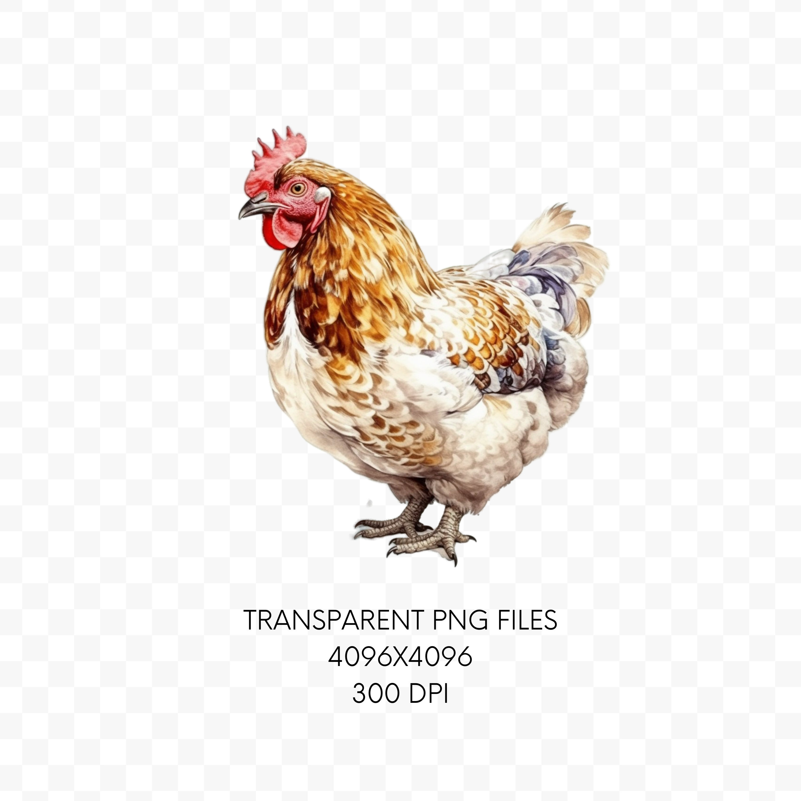 Watercolor Chicken Clipart, Chicken PNG, Chicken and Chicks Clipart ...