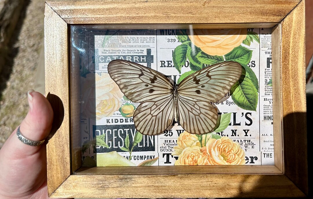 Framed Blanchard's Ghost Butterfly - Etsy