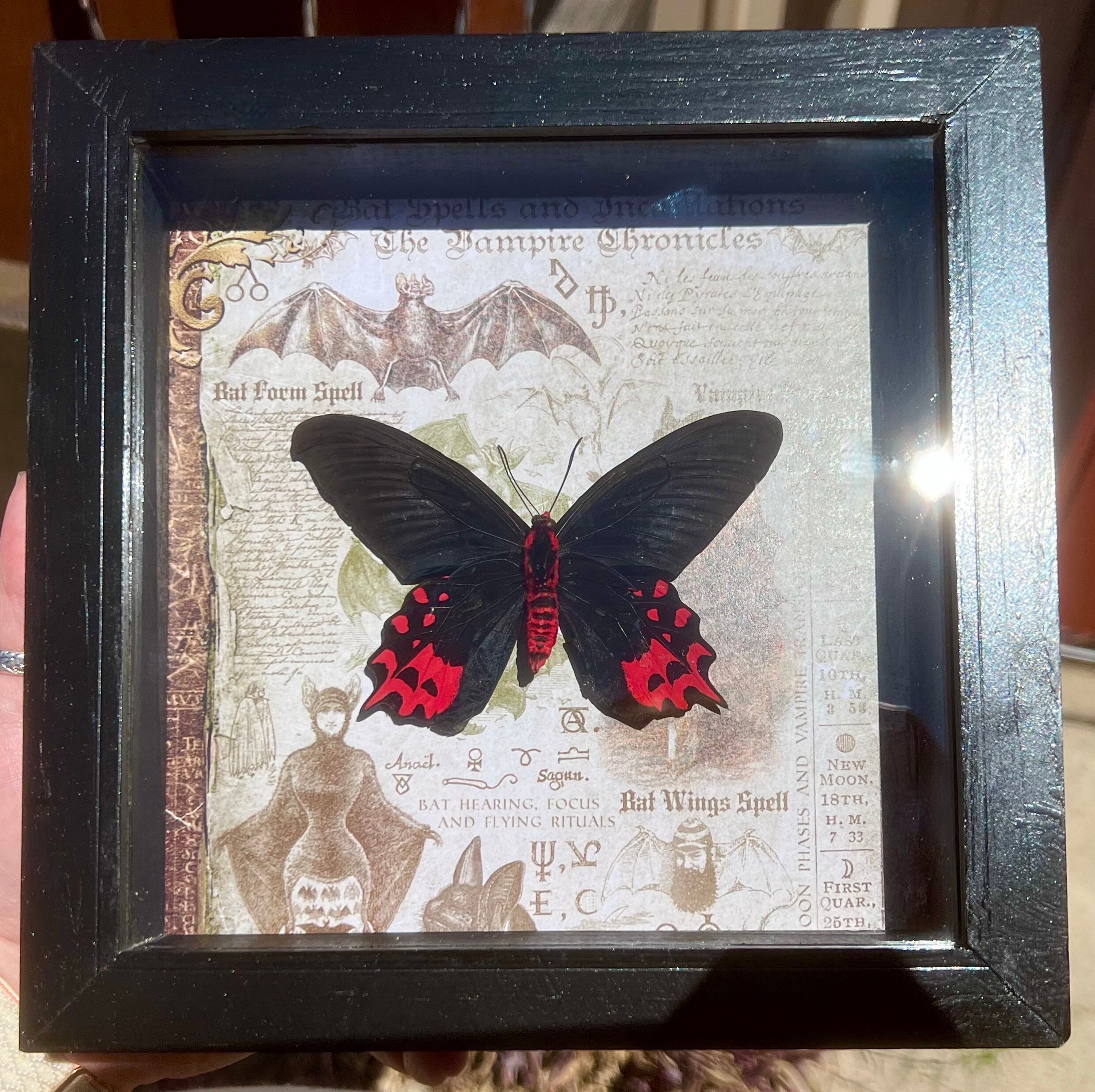 Framed Vampire Butterfly - Etsy