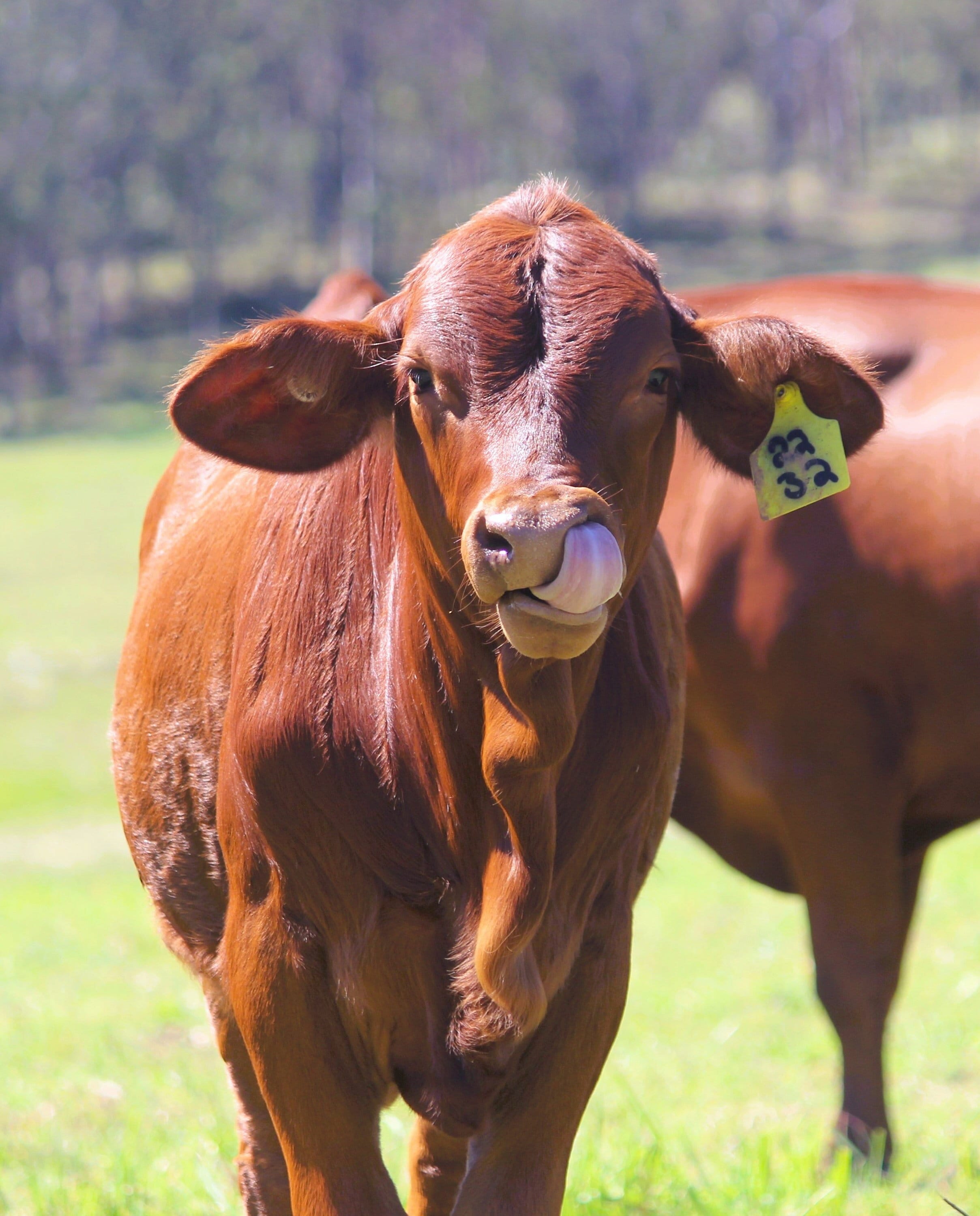 Droughtmaster Calf Photography, Farm Print, Cattle Print, Cow Close Up ...