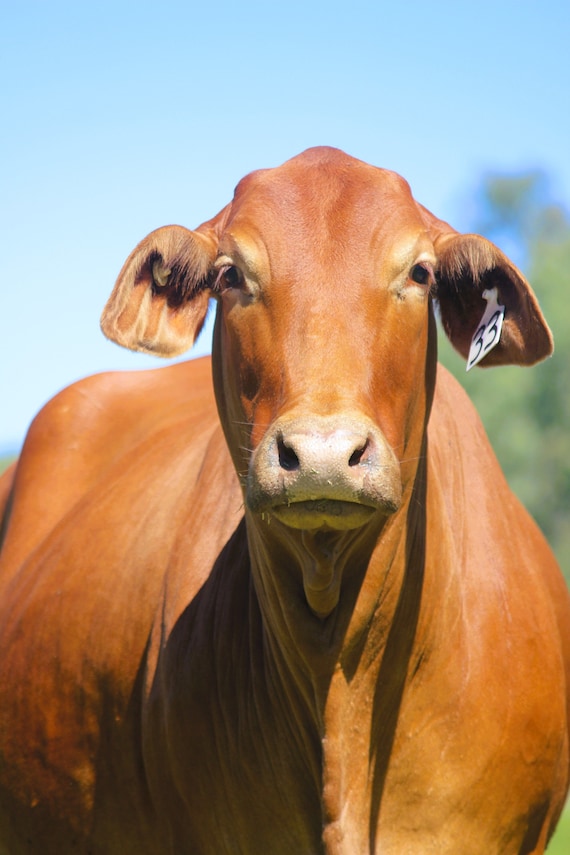 Droughtmaster Cattle