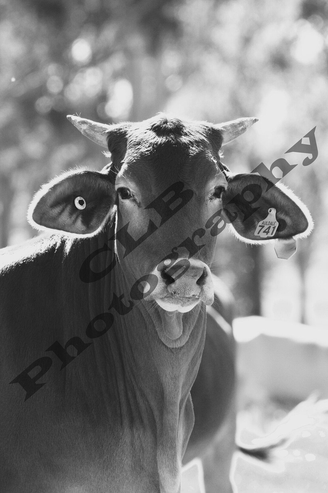 Australian Droughtmaster Cow Photography - Etsy