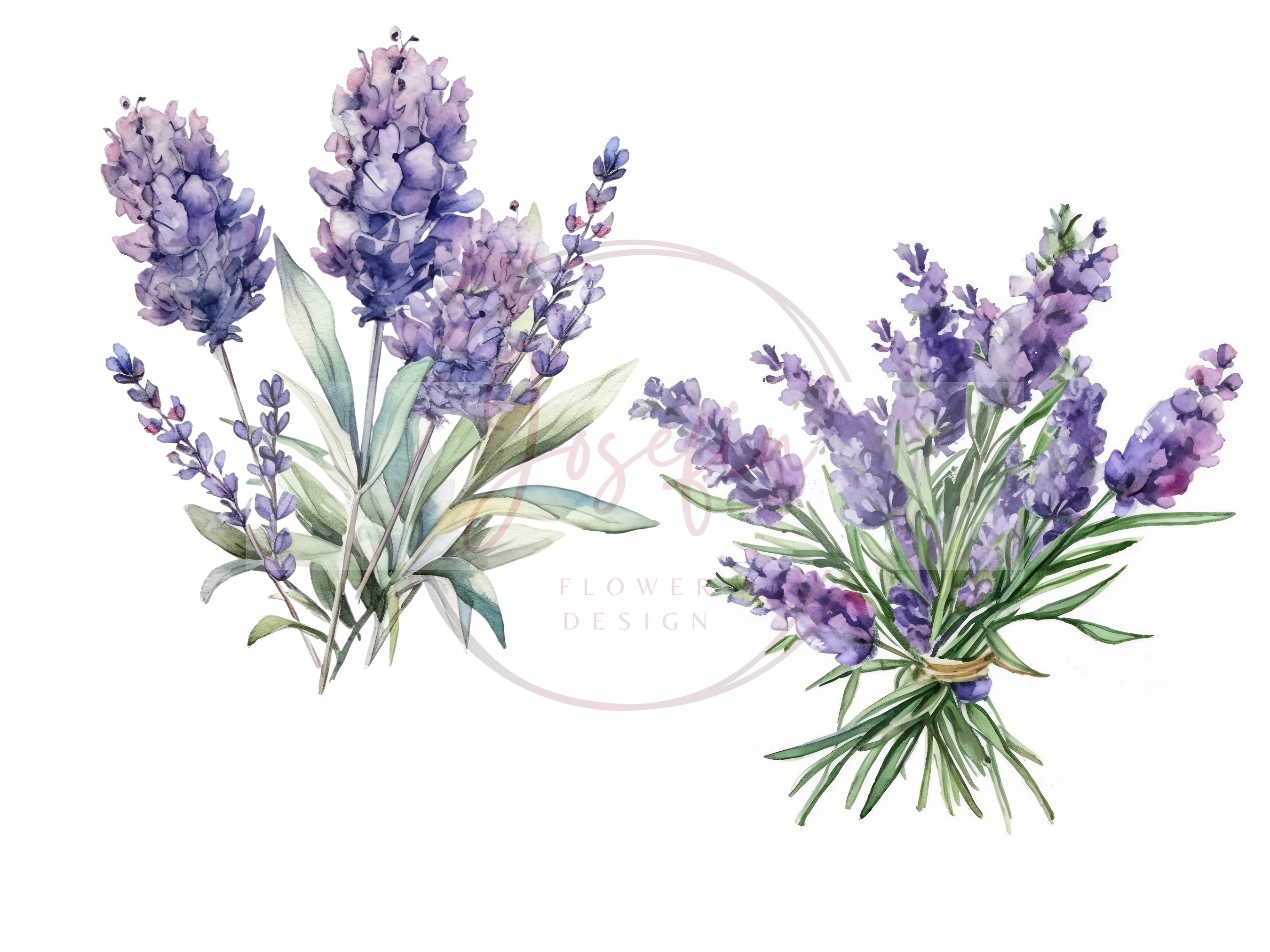Watercolor Lavender Flower Clipart Bouquets for Card Making Lavender ...