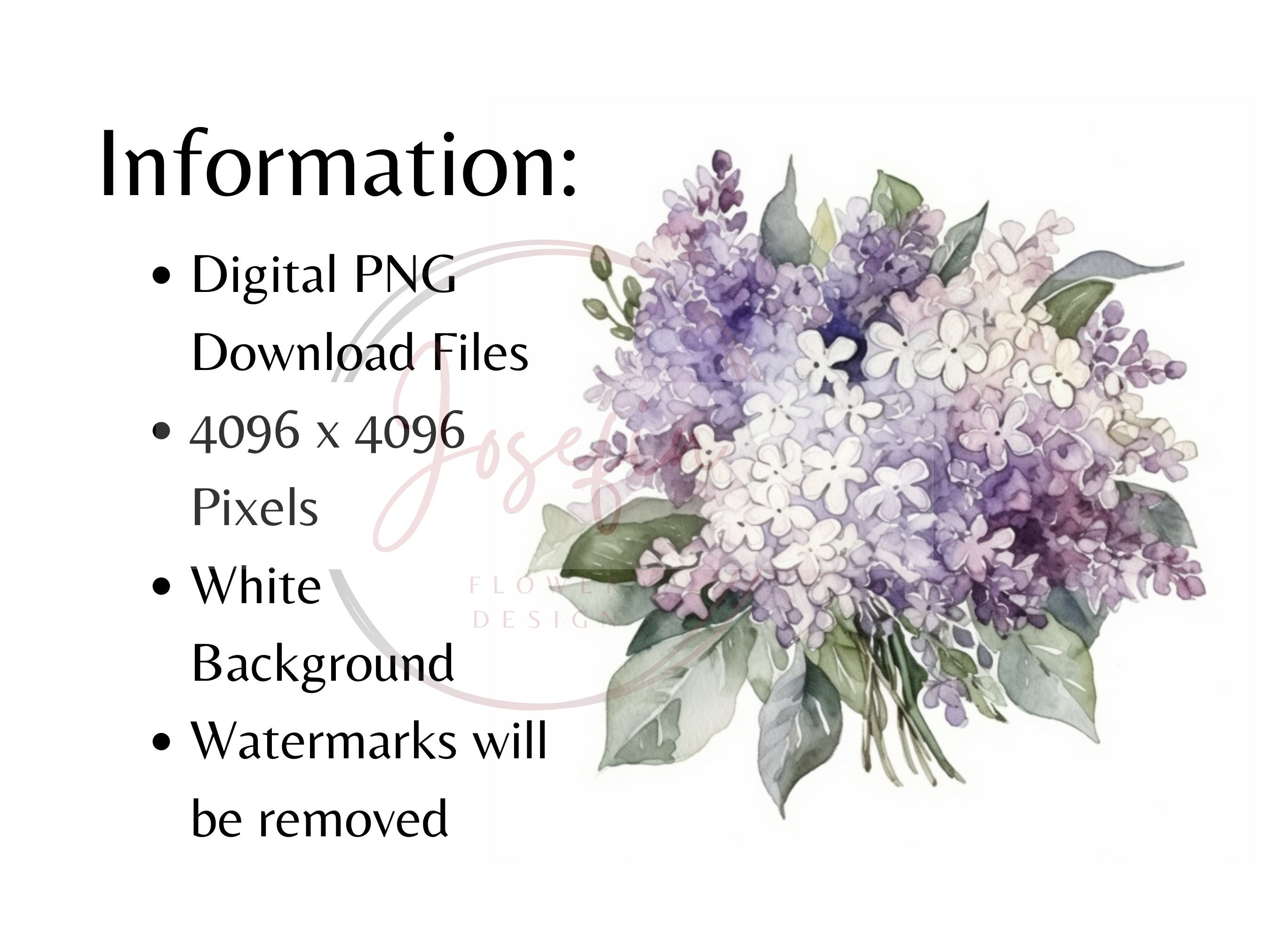 Watercolor Lilacs Clipart, Purple Lilacs, White Lilacs, Digital ...