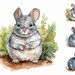 Chinchilla Digital Clipart Pack - 12 High Quality Jpgs - Digital ...