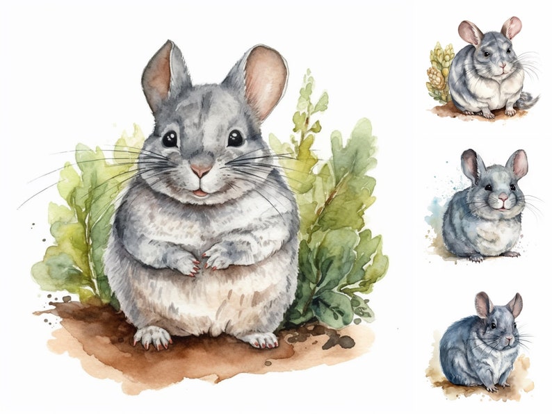 Chinchilla Digital Clipart Pack - 12 High Quality Jpgs - Digital ...