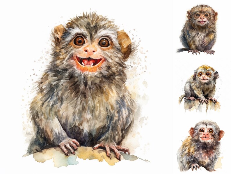 Pygmy Marmoset Digital Clipart Pack - 12 High Quality Jpgs - Digital ...