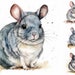 Chinchilla Digital Clipart Pack - 12 High Quality Jpgs - Digital ...