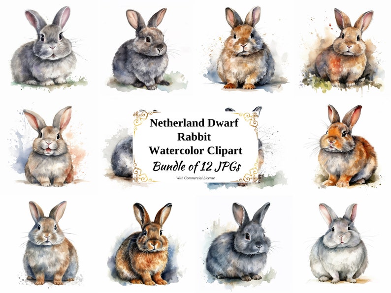 Netherland Dwarf Rabbit Digital Clipart Pack - 12 High Quality Jpgs ...
