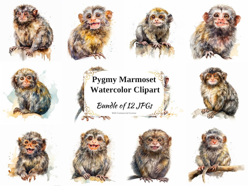 Pygmy Marmoset Digital Clipart Pack - 12 High Quality Jpgs - Digital ...
