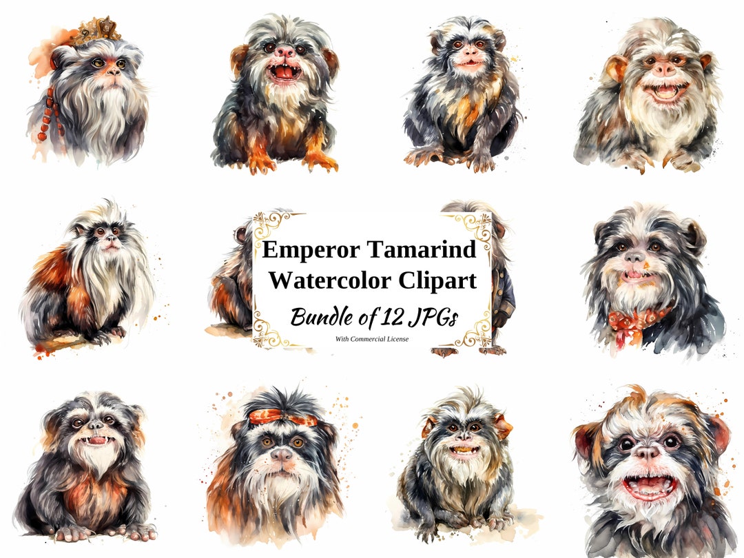Emperor Tamarin Digital Clipart Pack - 12 High Quality Jpgs - Digital ...