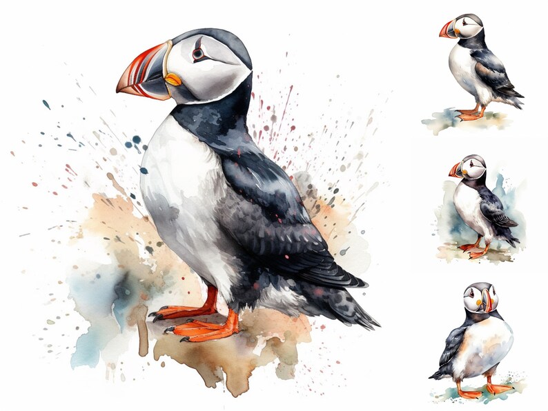Puffin Digital Clipart Pack 12 High Quality Jpgs Digital Download Card ...