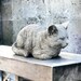 Concrete Cat Statue Detailed Cat Figurine Garden Backyard or Patio ...