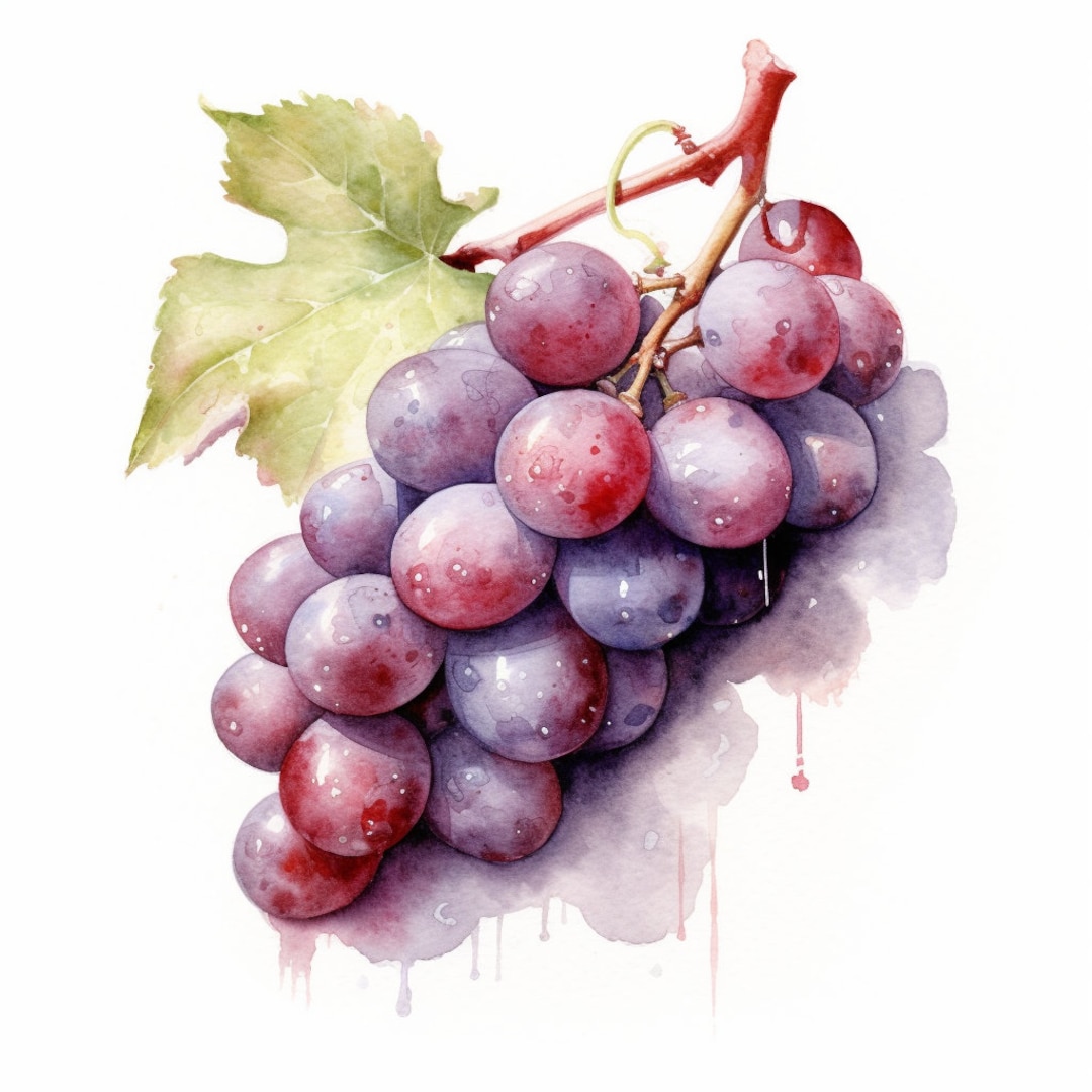 Croatina Wine Varieties | Printable | Wine Tasting Guide | Wine Artwork ...