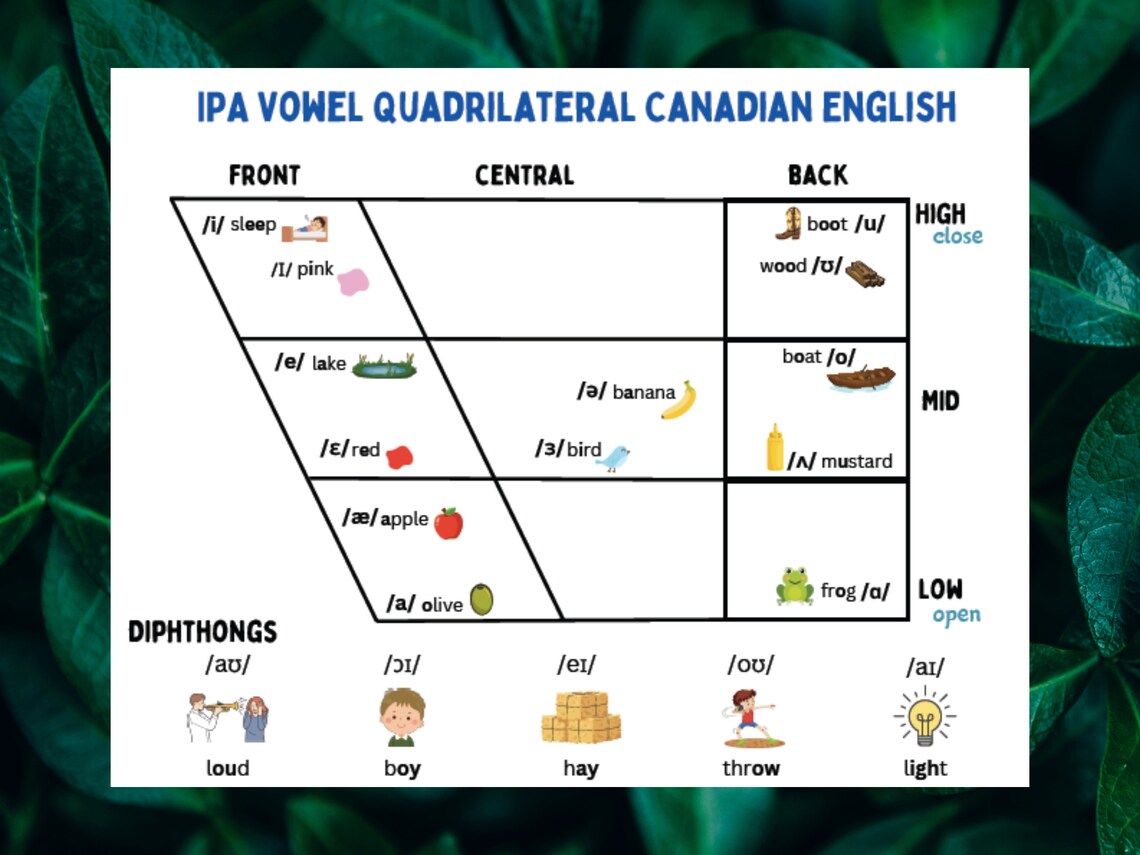 Vowel Quadrilateral | IPA | Speech Pathology - Etsy