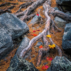 Tree With Roots Wall Art Office Wall Decor Work From Home Spa Wall ...