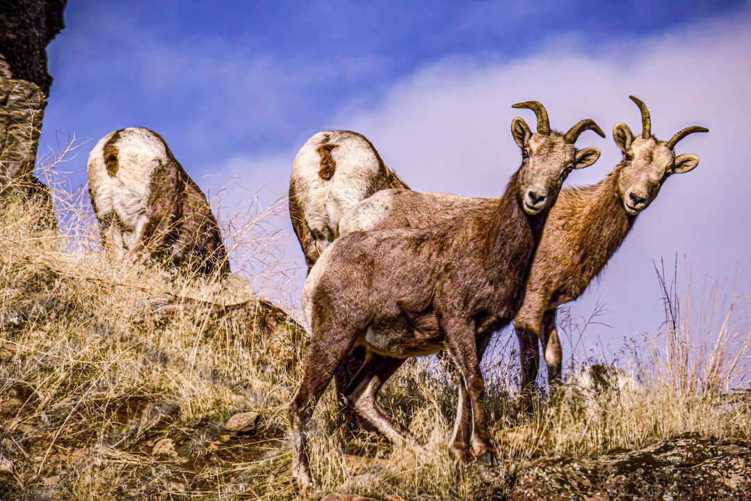 Big Horn Sheep Photo Print Office Wall Art Spa Wall Decor North Central ...