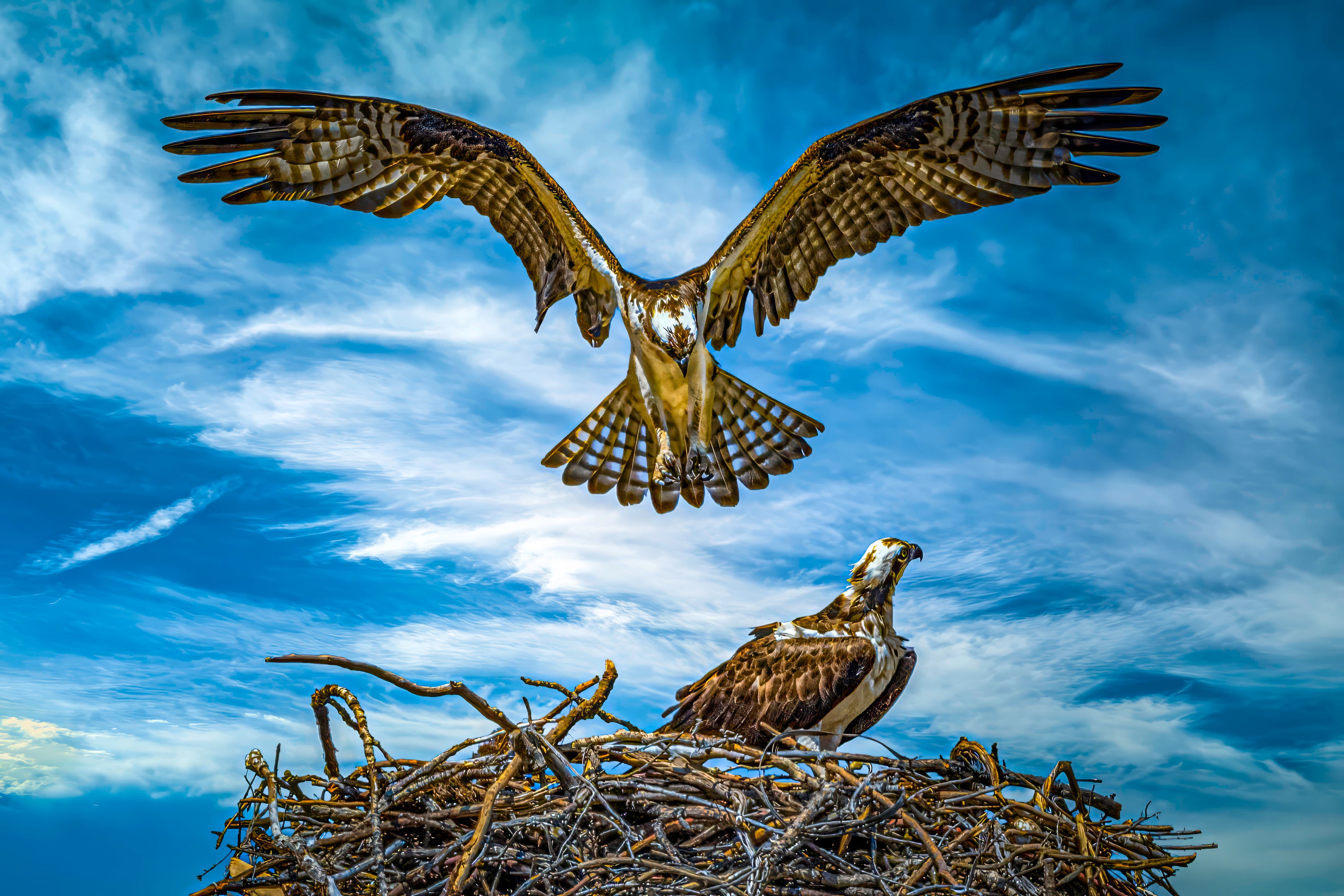 Osprey Print Wall Art Home Office Wall Decor Man Cave Osprey Canvas ...
