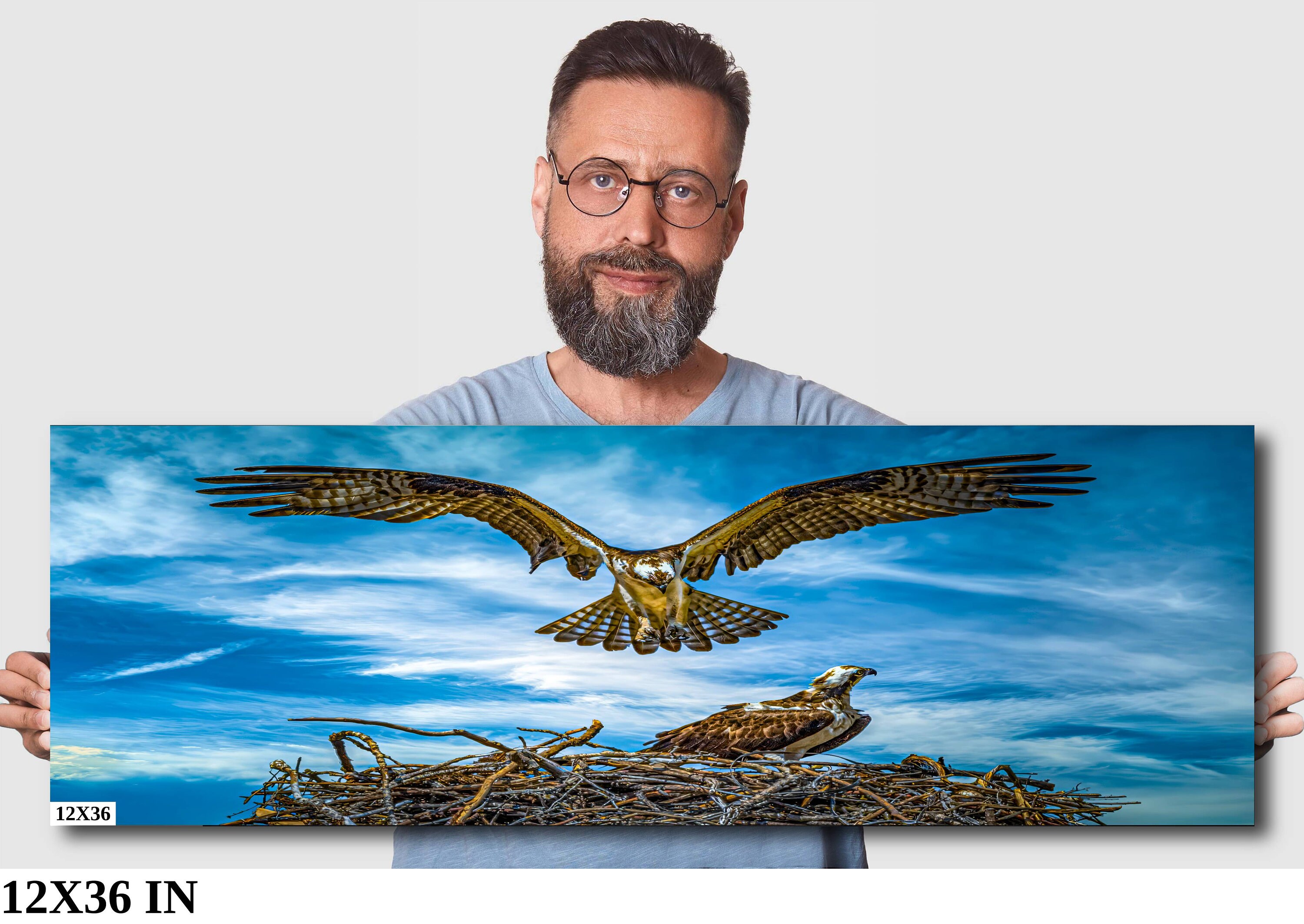 Osprey Print Wall Art Home Office Wall Decor Man Cave Osprey Canvas ...