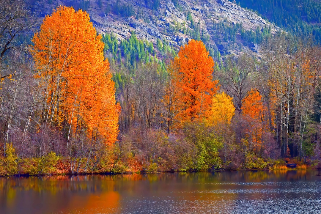 Fall Foliage Wall Art Nature Inspired Forest Scene Fall Color ...