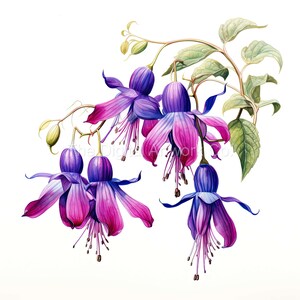 18 High Quality Designs of Watercolour Fuchsias Clip Art 12 Jpgs ...
