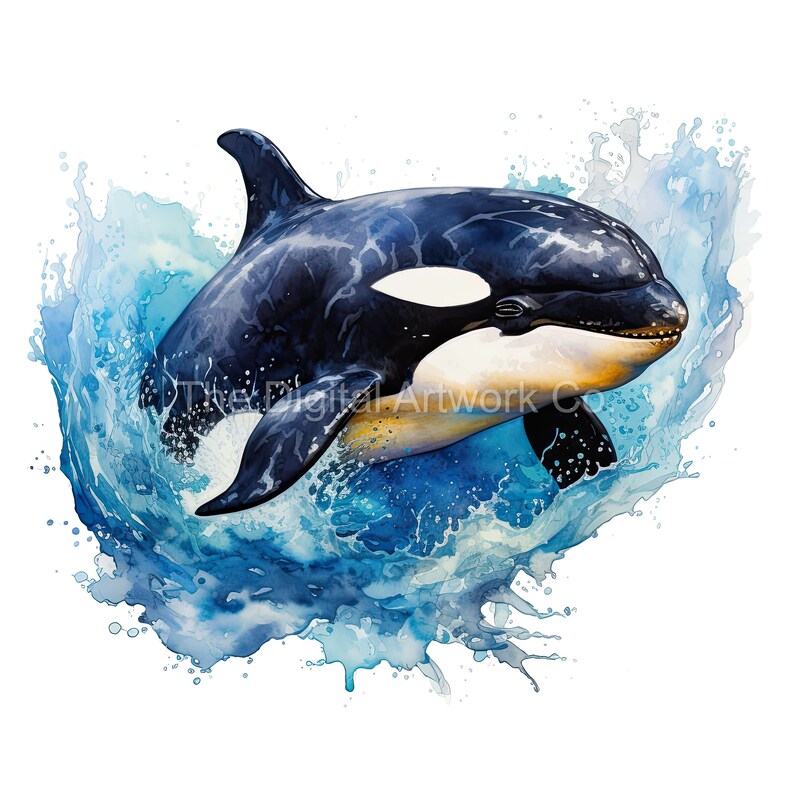 18 High Quality Designs of Watercolour Orcas Clip Art 12 Jpgs - Etsy