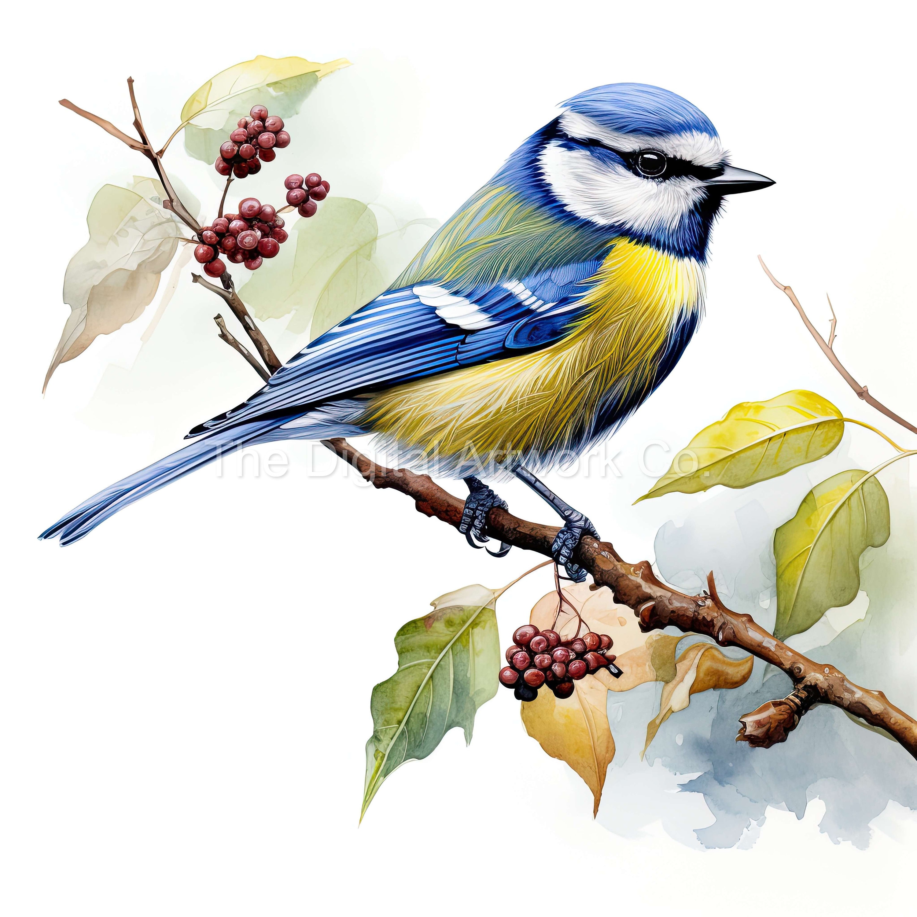 Watercolor Blue Tit Bird Art Prints (digital Download) - Etsy
