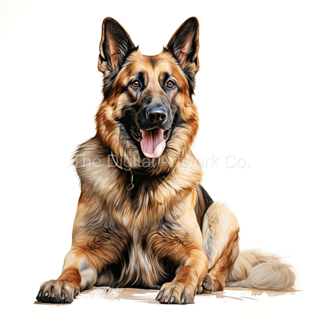 Alsatian Dog Watercolor Clipart, German Shepherd Designs (digital ...