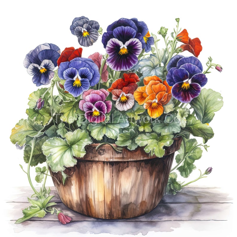 12 High Quality Designs of Gorgeous Pot Pansies 12 Jpgs - Etsy