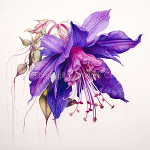 18 High Quality Designs of Watercolour Fuchsias Clip Art 12 Jpgs ...