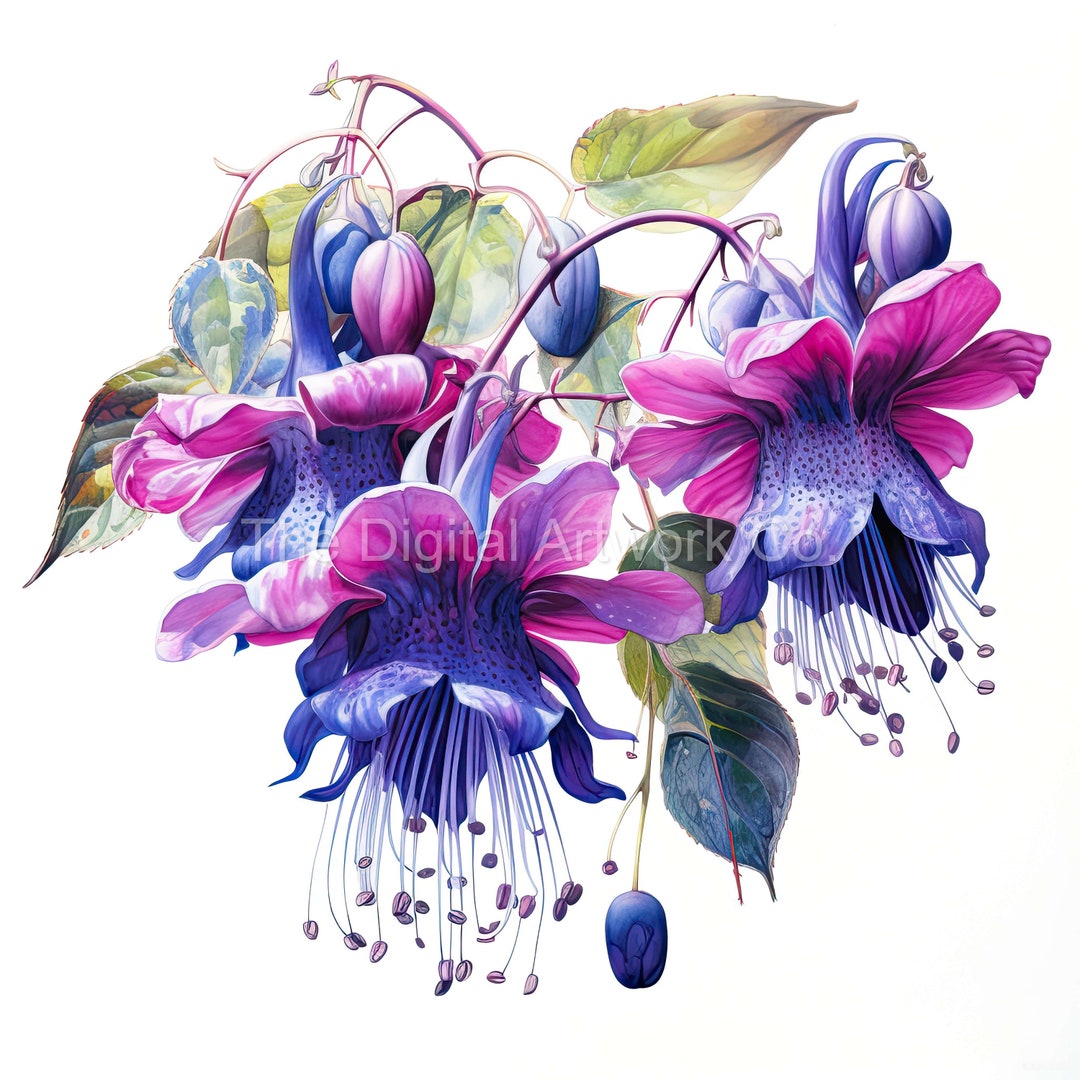 18 High Quality Designs of Watercolour Fuchsias Clip Art 12 Jpgs ...