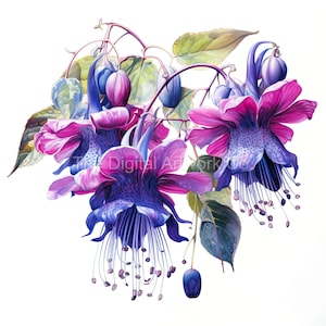 18 High Quality Designs of Watercolour Fuchsias Clip Art 12 Jpgs ...