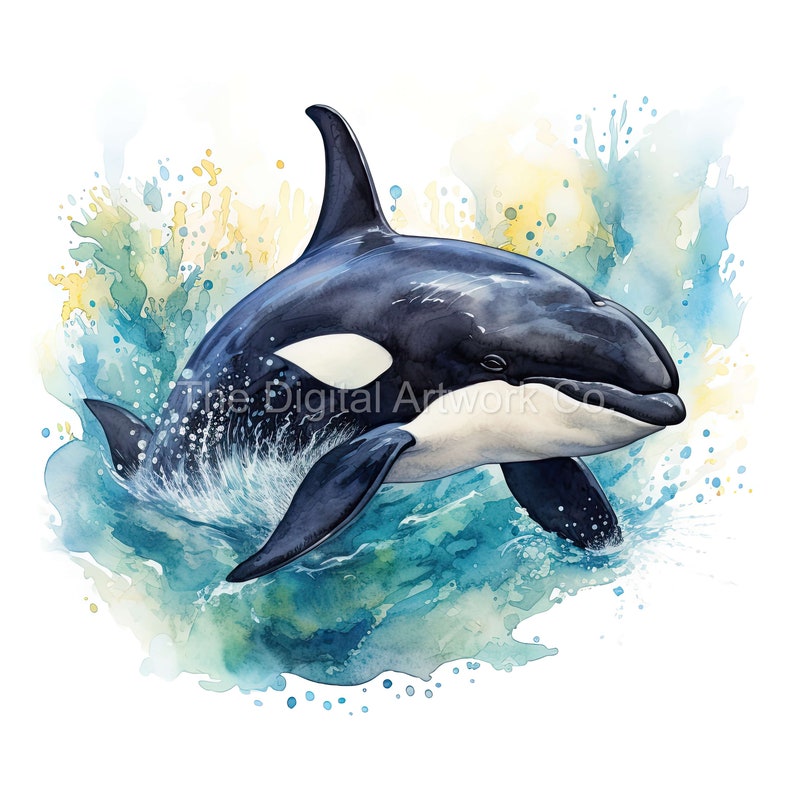 Watercolor Orca Clipart – High Quality Whale Designs (digital Download ...