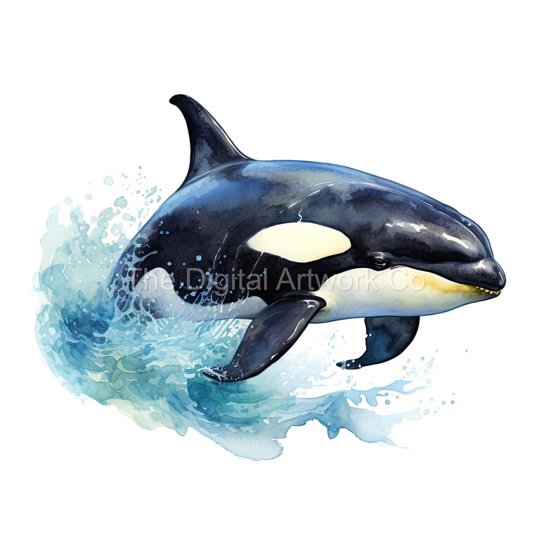 18 High Quality Designs of Watercolour Orcas Clip Art 12 Jpgs - Etsy