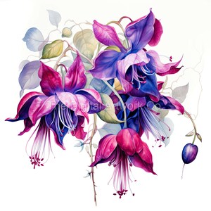 18 High Quality Designs of Watercolour Fuchsias Clip Art 12 Jpgs ...