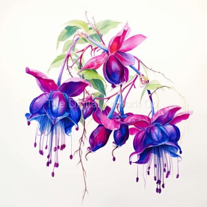18 High Quality Designs of Watercolour Fuchsias Clip Art 12 Jpgs ...