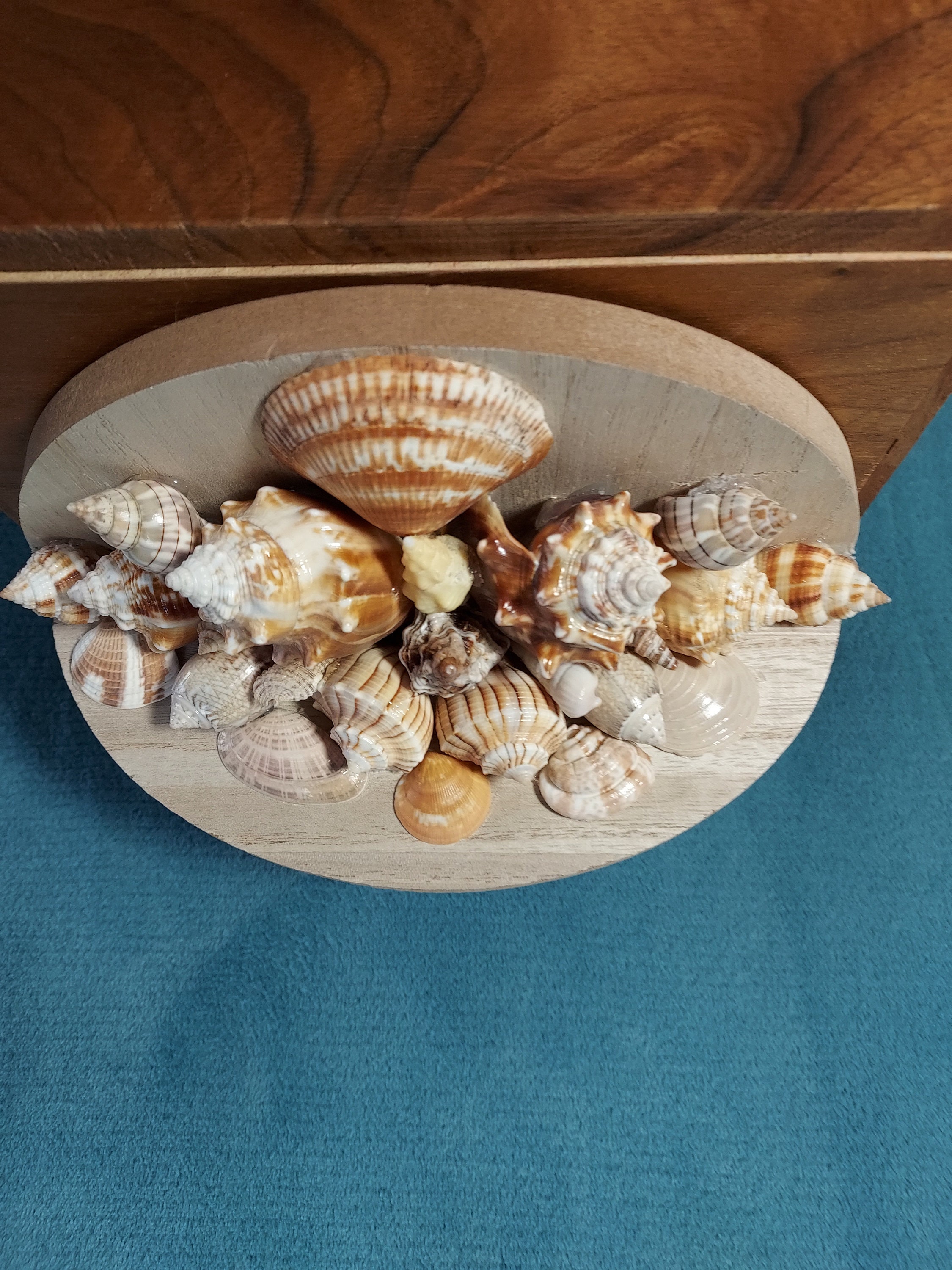 Half Circle Shelf With Seashells - Etsy