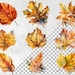 Autumn Leaves Watercolor Clipart Bundle - 36 PNG Cozy Fall Images ...
