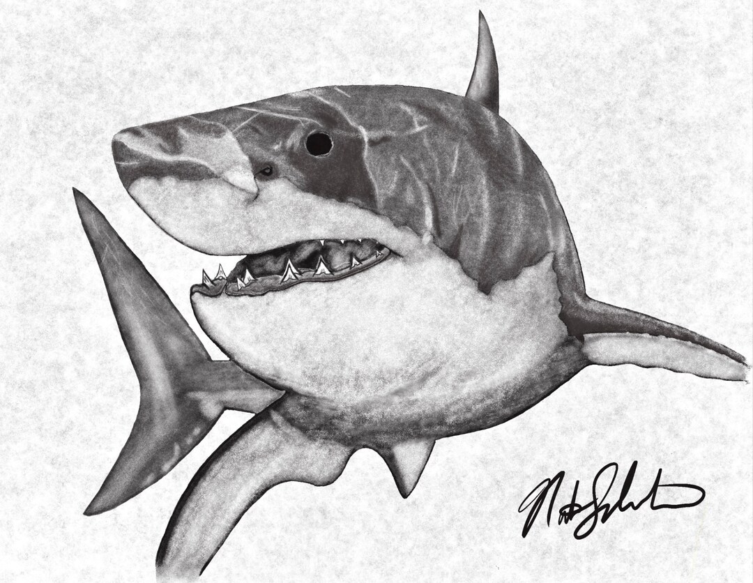 Great White Digital Pencil Drawing - Etsy