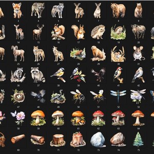 76 PNG Woodland Animals Clipart Bundle, Forest Animal PNG, Naturalist ...
