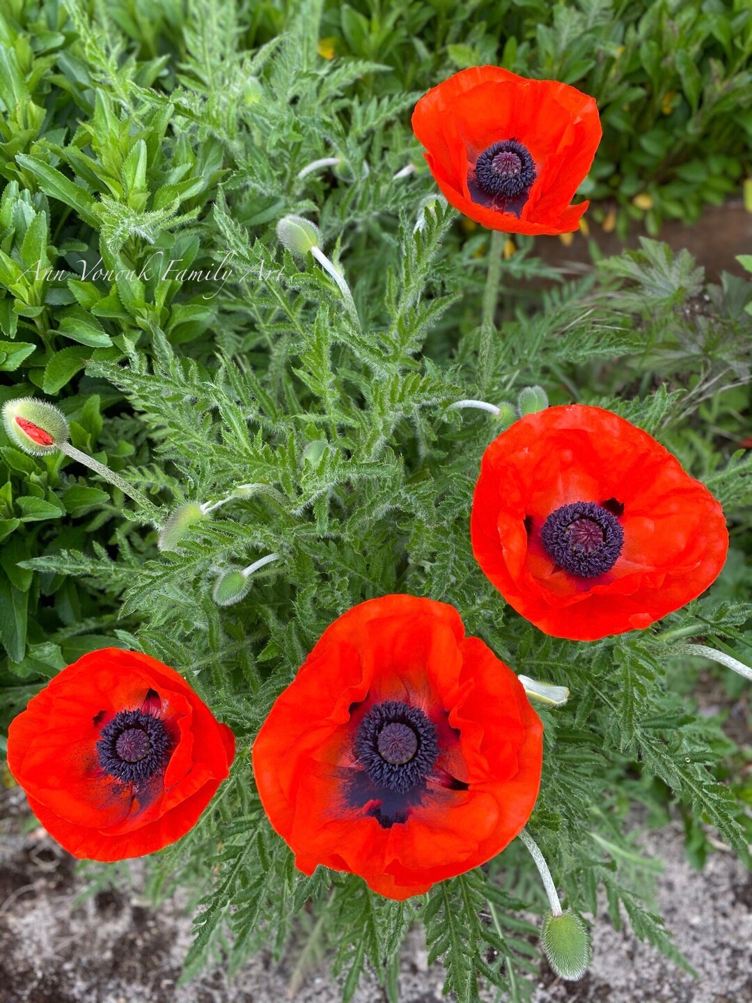 Red Poppies, Remembrance, Photography Print, Urban Garden Photography ...