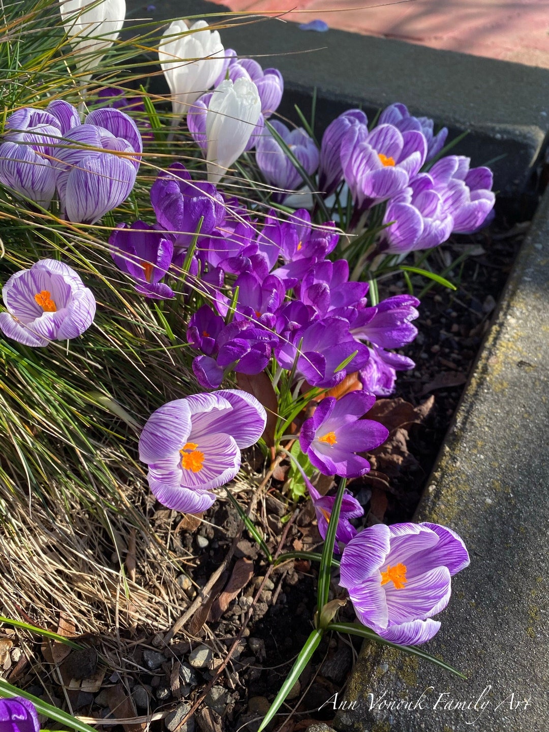 Purple Crocus Planter Early Spring Photography Print - Etsy