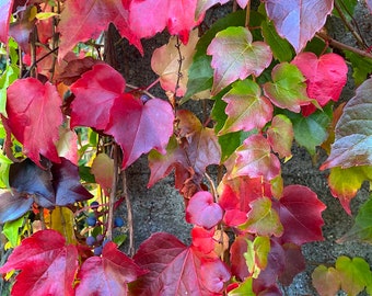Christmas Cozy Candles Photography Print, Urban Garden, Nature, Seattle ...