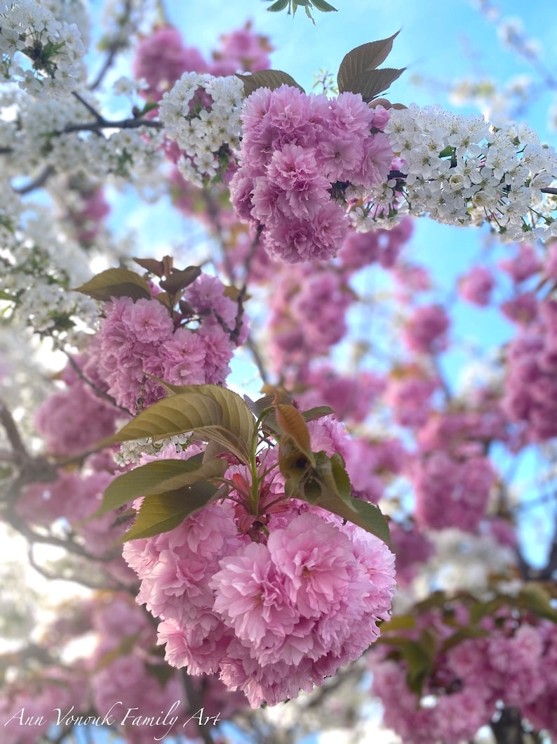 Pink & White Cherry Blossom Tree Photography, Urban Garden Photography ...