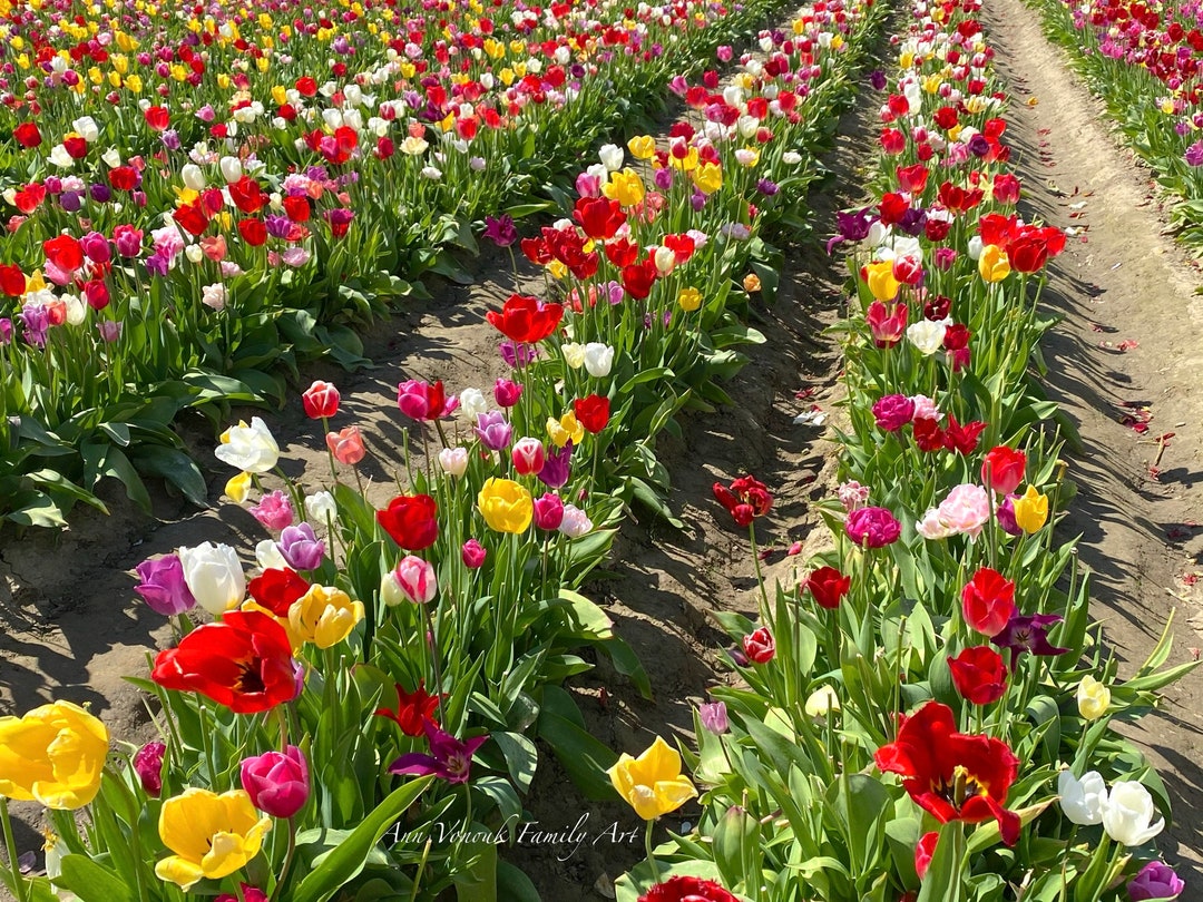 Colorful Rows of Tulips Photography Print, Urban Garden Photography ...