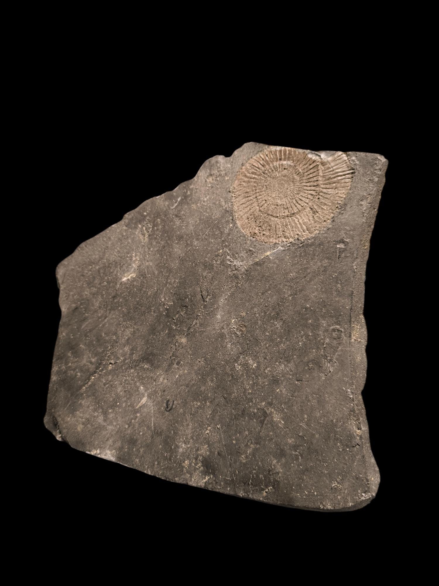 Ammonite Fossil Stone Slab Ammonite on Matrix - Etsy