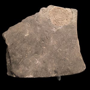 Ammonite Fossil Stone Slab Ammonite on Matrix - Etsy