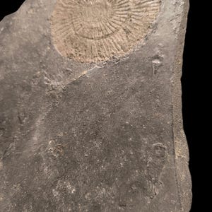 Ammonite Fossil Stone Slab Ammonite on Matrix - Etsy