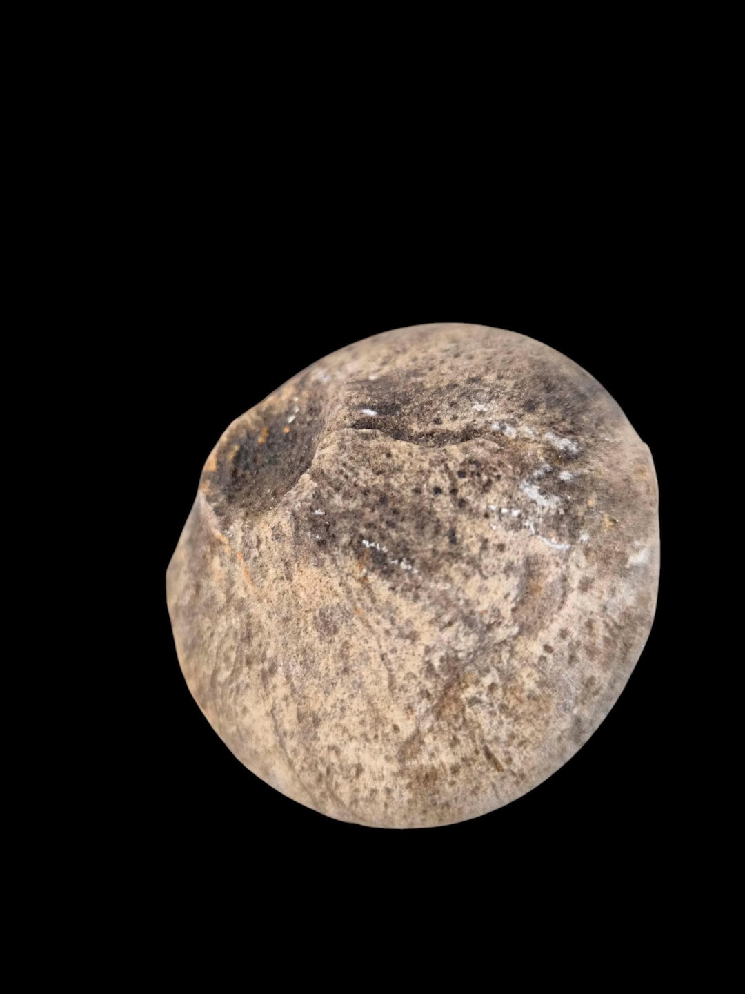 Fossil Siphonia Pyriformis Goldfuss - Etsy