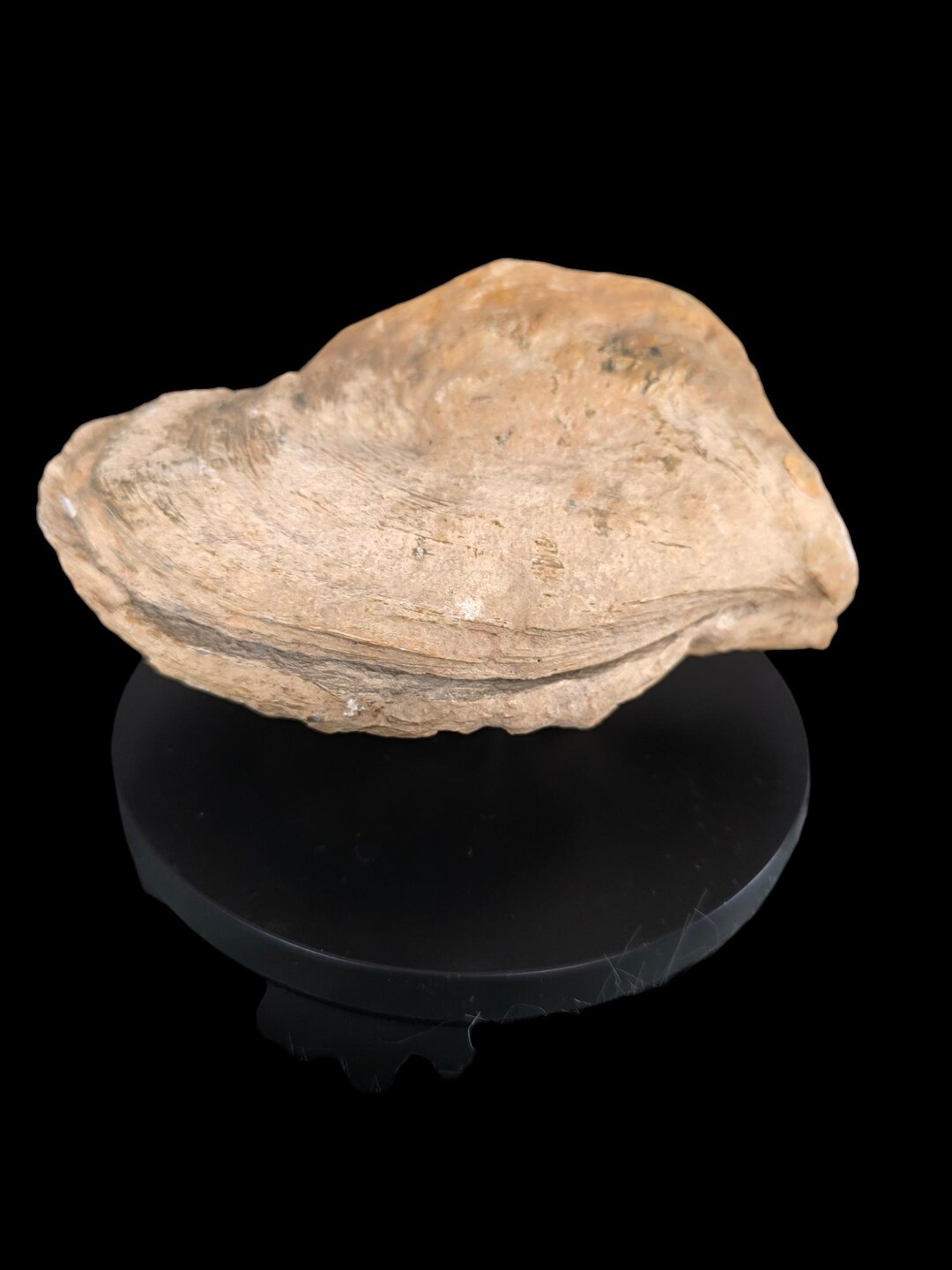 Crassostrea Oyster Fossils Rare Unique Specimen for Aquarium Decor ...